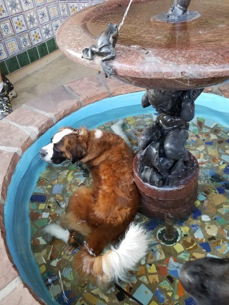 Kansas City Dog Club | Social Club for Dogs and Humans